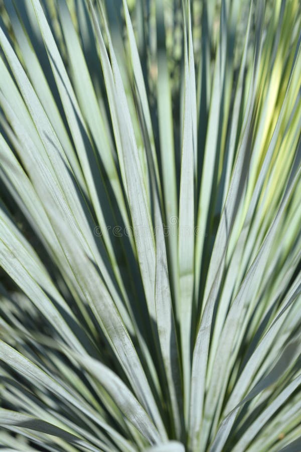Beaked yucca stock photo. Image of nature, leaf, plant - 239637120
