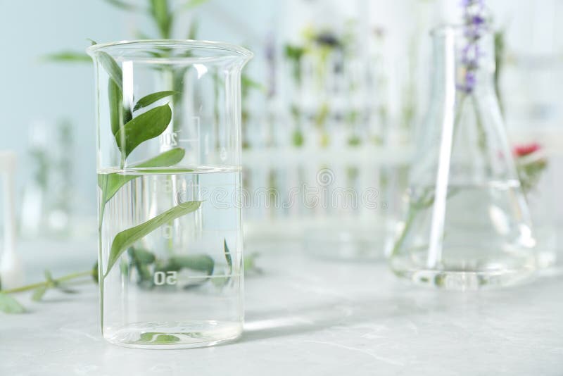 Beaker with Plant on Table in Laboratory Stock Photo - Image of ...