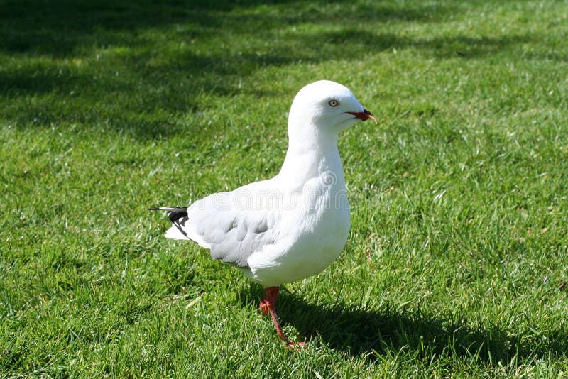 Beakless bird stock photo. Image of park, australia, beak - 785562