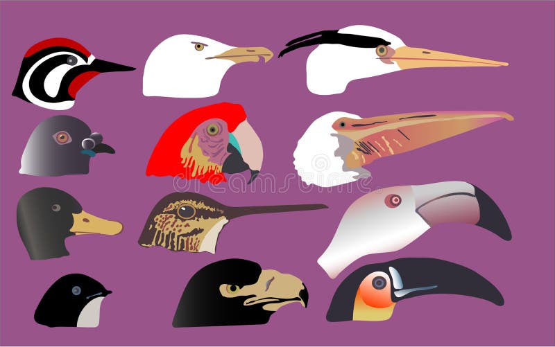 Beaks stock illustration. Illustration of prey, beak, predatory - 5783595