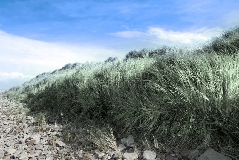 Beale rocks and sand dunes stock image. Image of kelp - 22818147