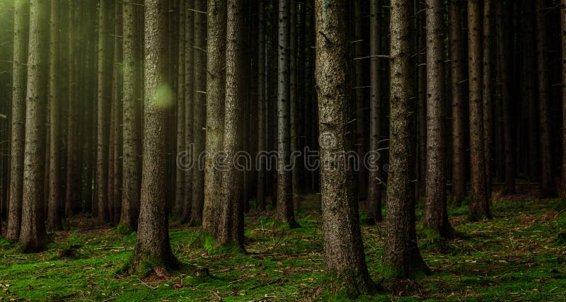 Dark pine wood texture stock image. Image of grungy, decorative - 88307367