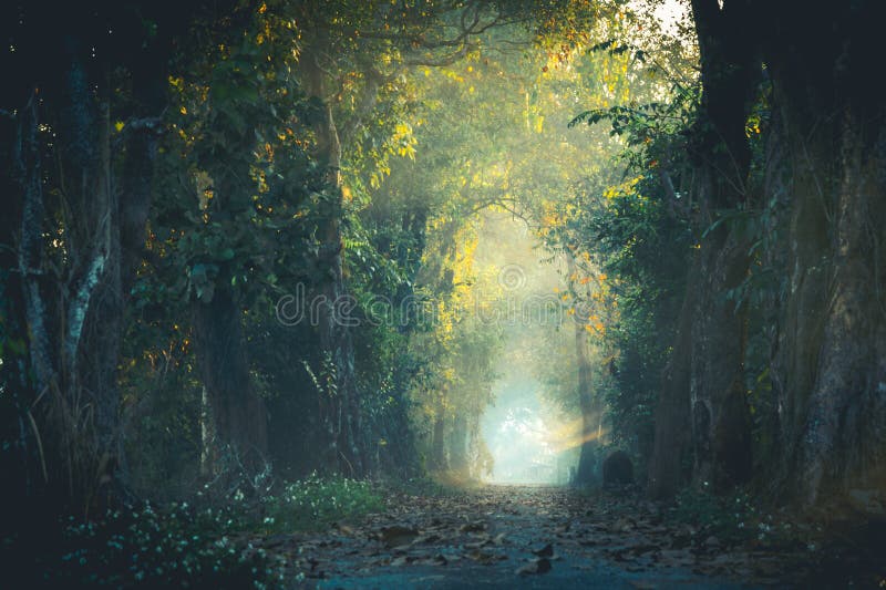 Path through the Magic Forest Stock Photo - Image of environment, magic ...