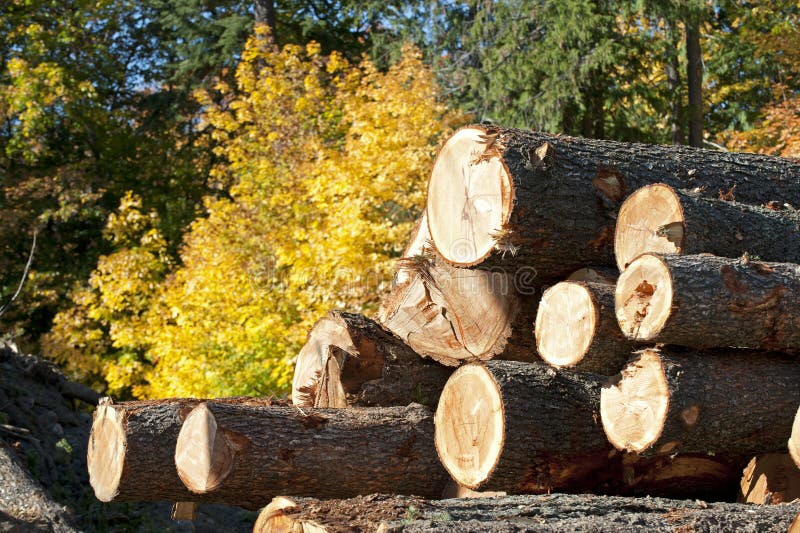 Beams in forest stock image. Image of timber, forest - 19544331