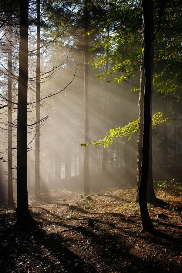 Beams of light stock photo. Image of color, morning, colors - 60303912