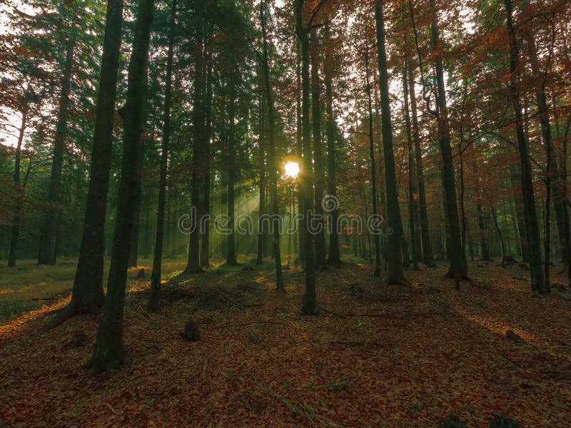 Beams of Light in Autumn Forest Stock Image - Image of park, light ...