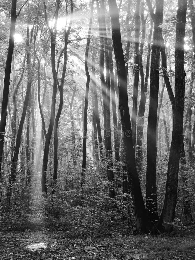 Beams of light stock image. Image of flare, sunray, cloud - 3441