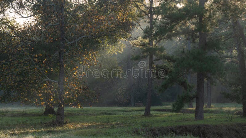 Beams of Light Pass through Tree Branches during Sunrise on a December ...