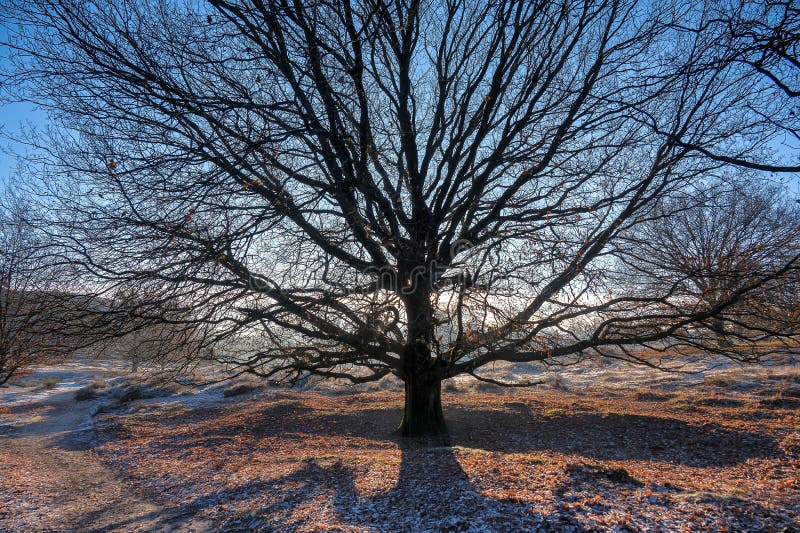Beams of Rising Sun Seen through Branches of a Leafless Tree in a Park ...