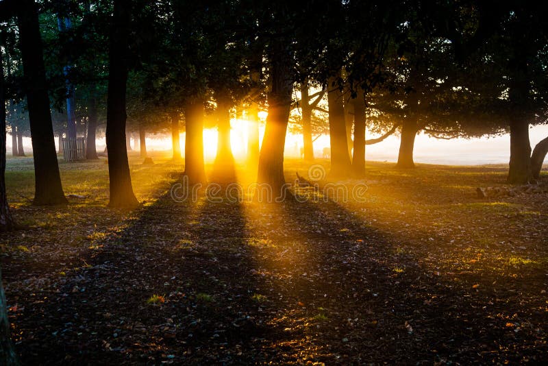 Beams of Sunlight Streaming through the Trees Stock Image - Image of ...