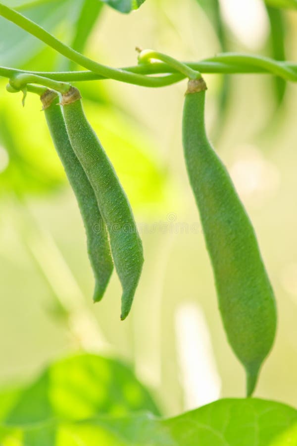 Four angled bean stock image. Image of bean, edges, tetragonolobus ...