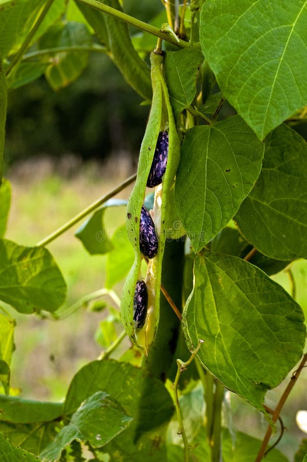 289 Bean Creeper Stock Photos - Free & Royalty-Free Stock Photos from ...