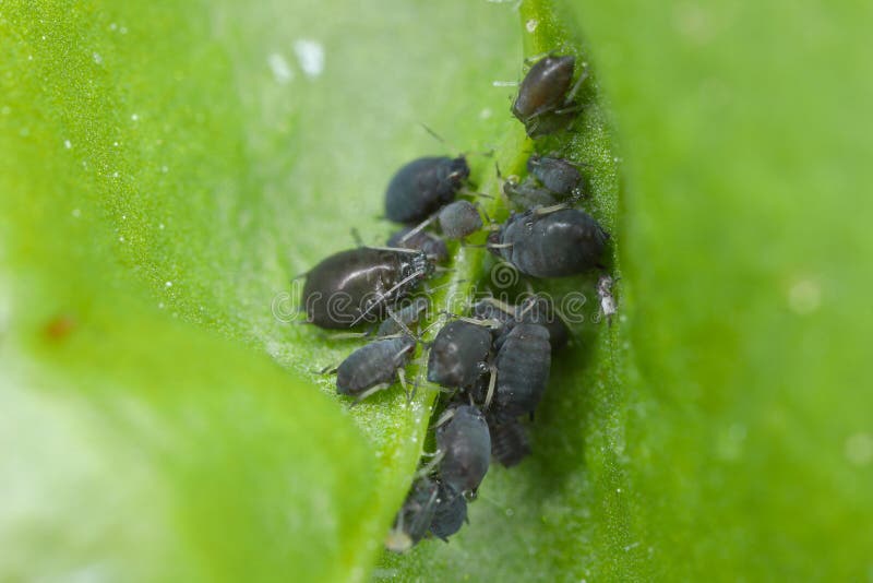 Bean Aphid or Black Bean Aphids, Aphis Fabae. a Colony of Wingless ...