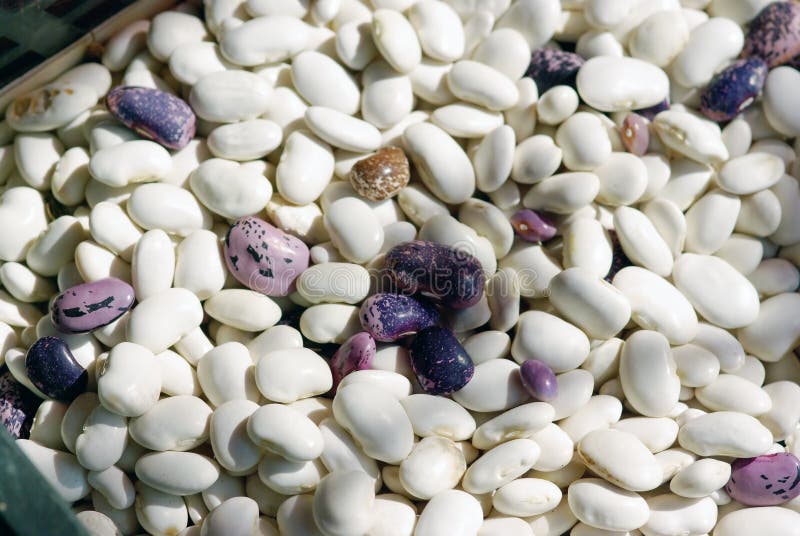 Bean background stock photo. Image of background, brown - 16206908