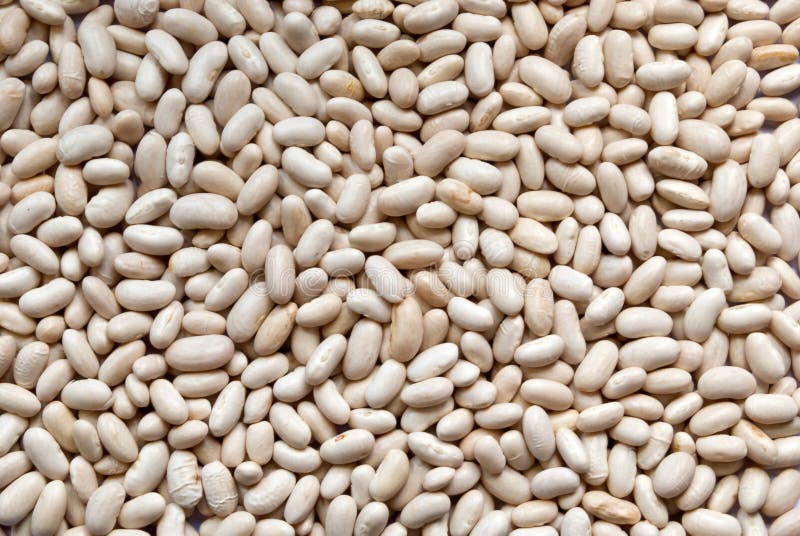 Photography of White Dry Common Beans Phaseolus Vulgaris Stock Image ...