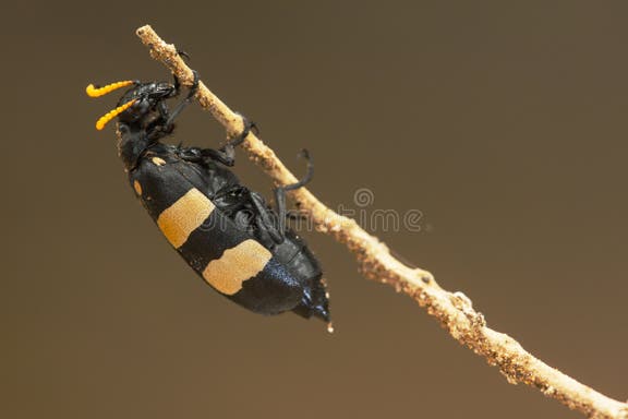 Bean Beetle, Hycleus Oculatus Stock Image - Image of meloidae, south ...