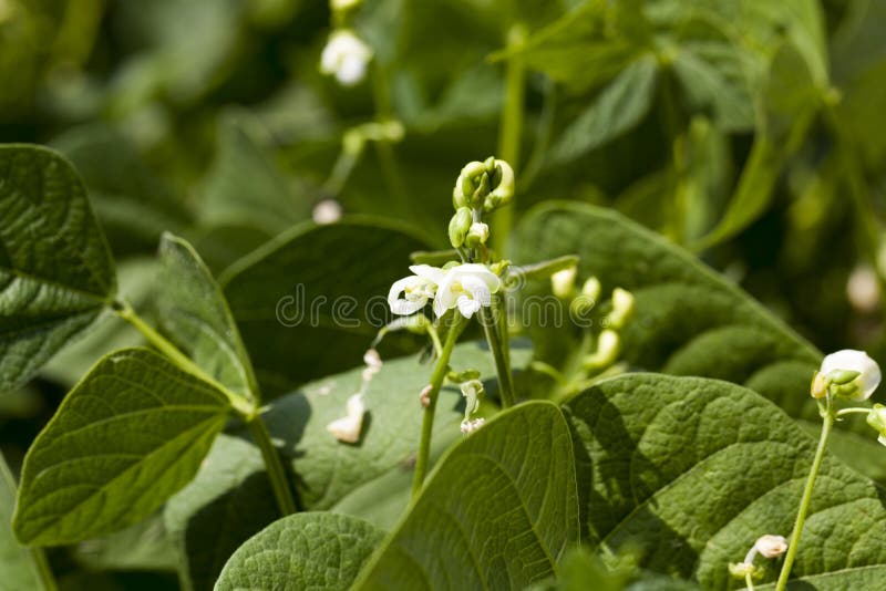 A Bean Blooming during Growth Stock Image - Image of nature, garden ...