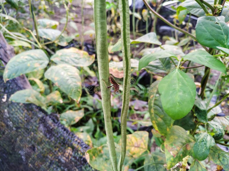 Bean Bug (Riptortus Pedestris) on Cowpea Stock Image - Image of insect ...