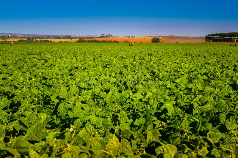 Bean field stock image. Image of fertilize, background - 25382209