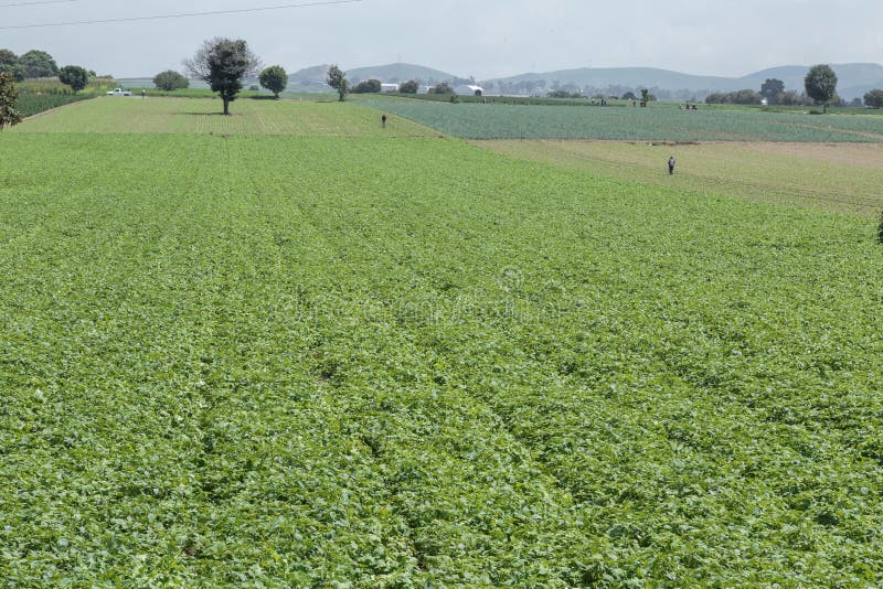 Bean crop field in mexico stock photo. Image of hispanic - 197765542