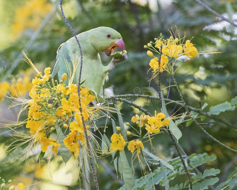 Bean Eater stock photo. Image of krameri, talon, wide - 152778560