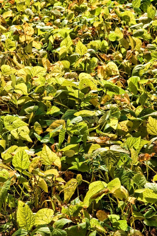 Bean field stock photo. Image of healthy, farm, countryside - 10801406