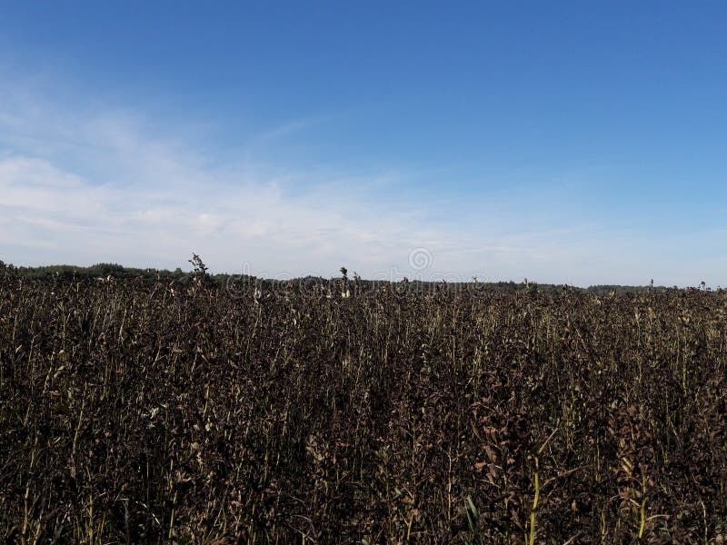 Bean field stock image. Image of autumn, farmer, field - 257451135