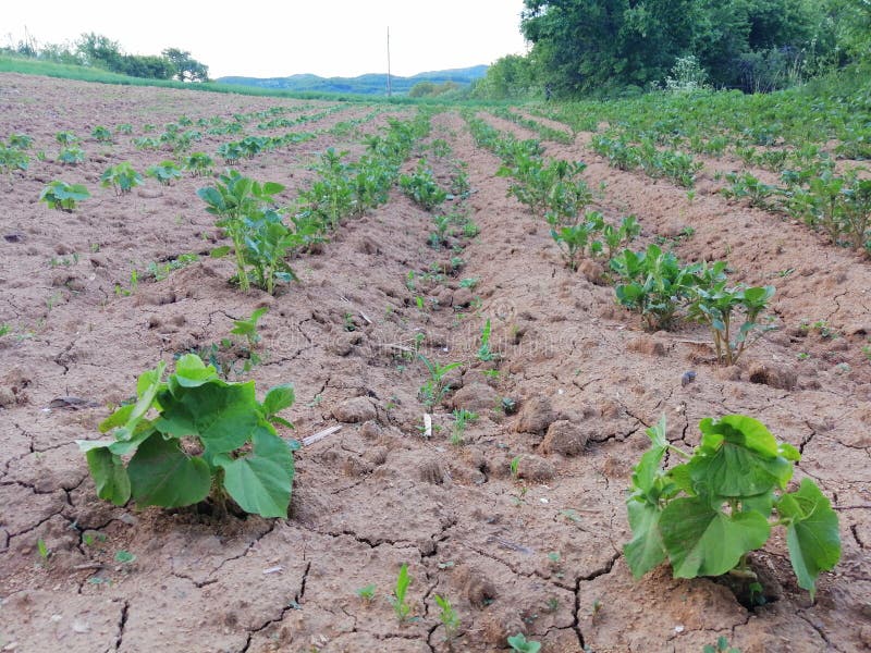 Bean field dry soil stock photo. Image of field, soil - 148275922