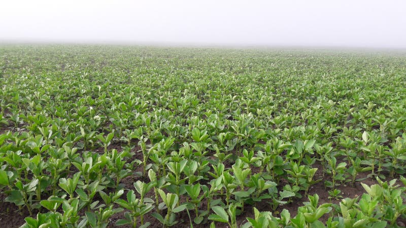 Bean field stock photo. Image of fodder, produce, tree - 249459394
