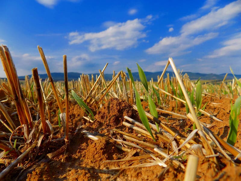 Bean field stock photo. Image of soil, nature, straw - 64954984