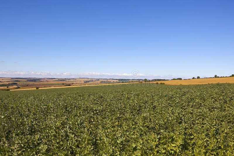 Bean field in summer stock photo. Image of production - 75814212