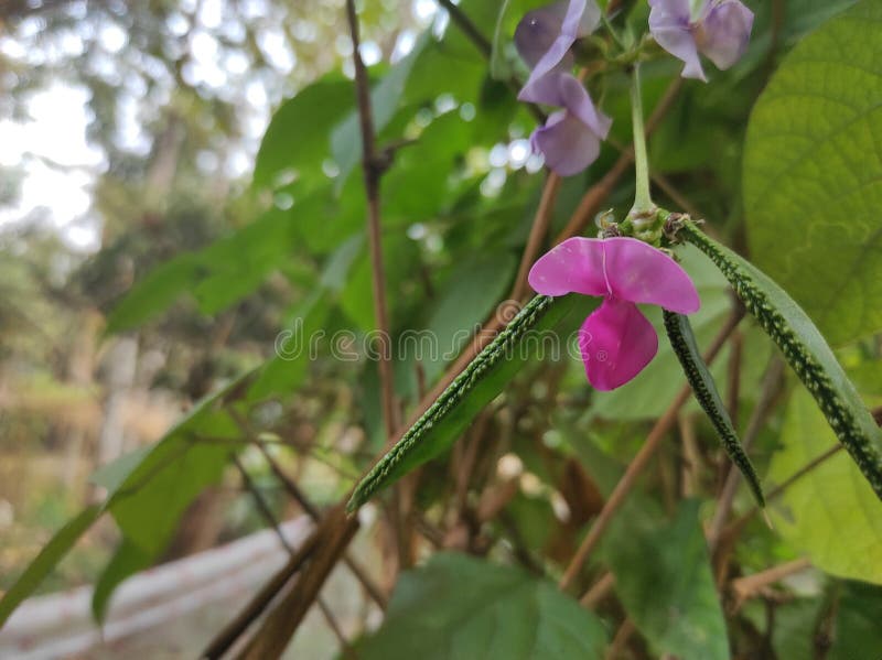 Bean flower with bean stock photo. Image of bean, tree - 209000868