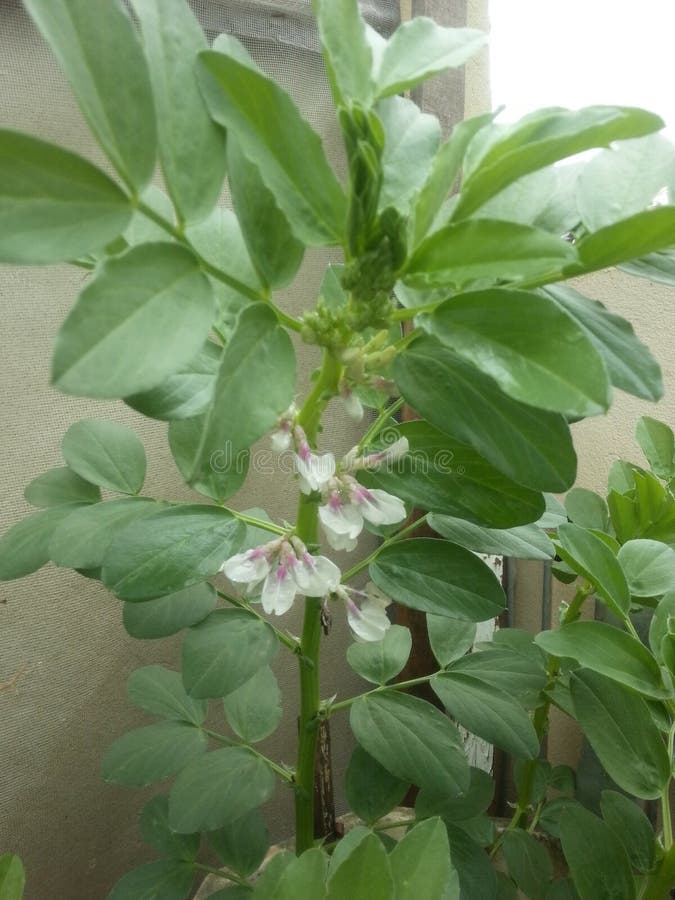 Bean flower stock image. Image of flower, wildflower - 204380189
