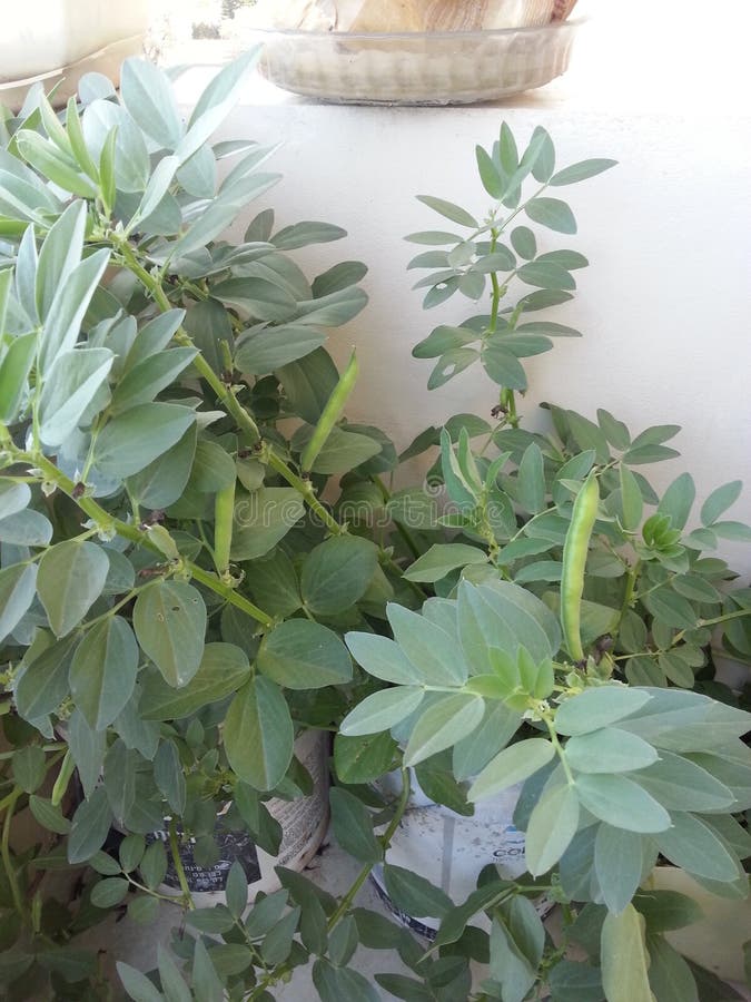 Bean tree stock image. Image of flower, garden, produce - 204380361