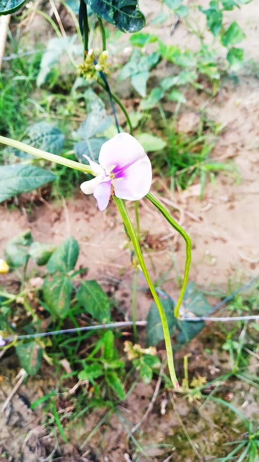 Bean flower in. Fields stock image. Image of flower - 181295689