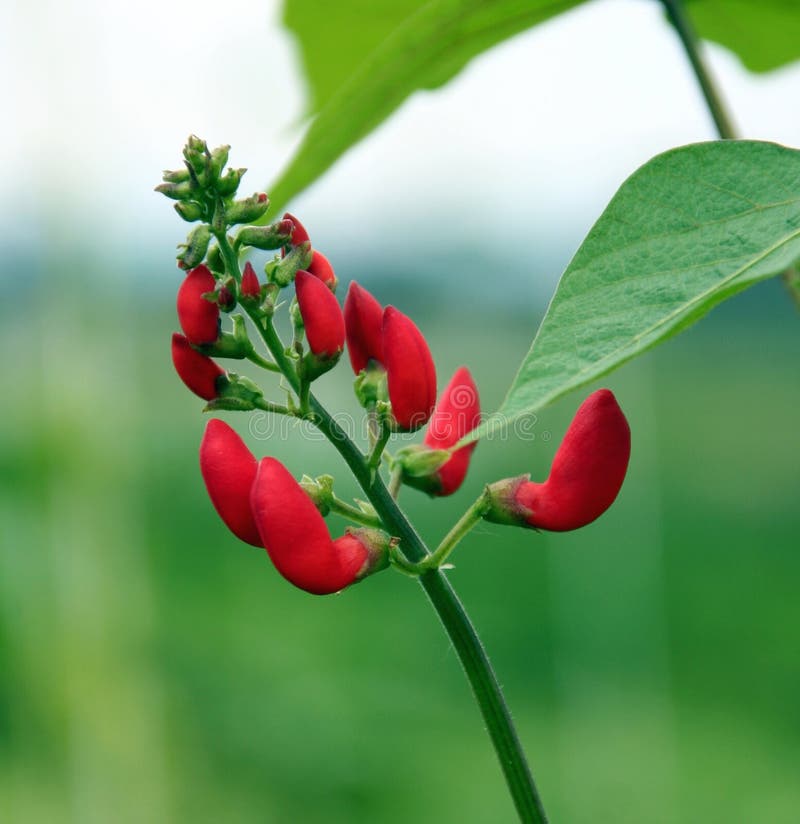 Bean Flower - Phaseolus Coccineus Stock Photo - Image of time ...