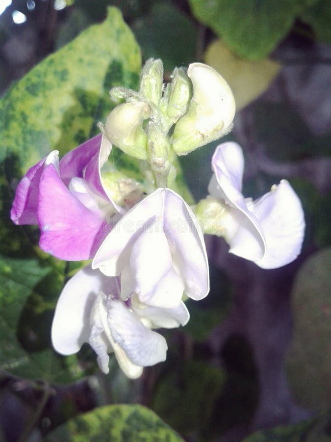 Bean flower stock photo. Image of flower, vegetable - 118584564