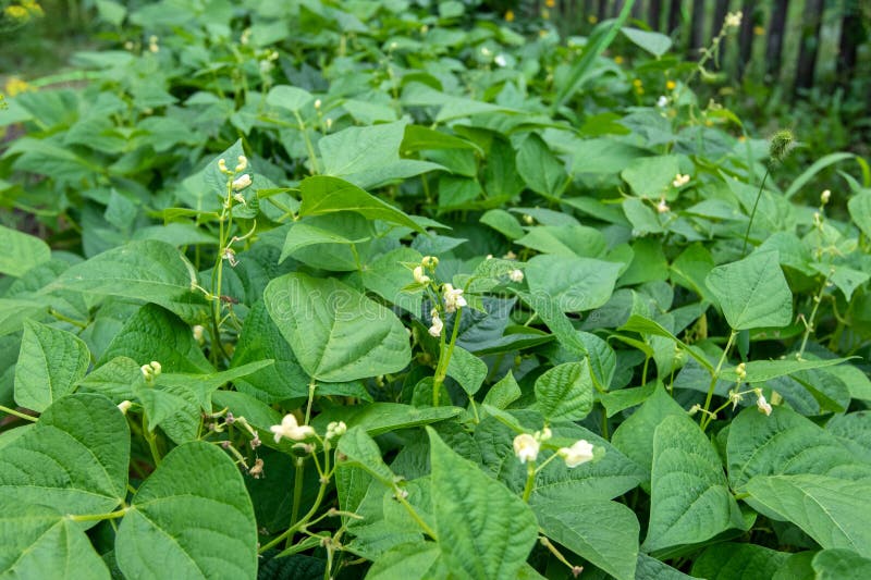 Bean flowers stock photo. Image of leaf, healthy, natural - 270527164