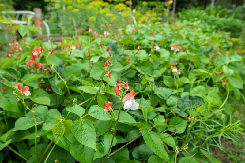 Bean flowers stock image. Image of growth, outdoors - 270527197