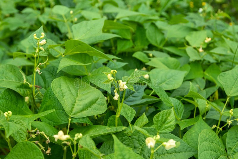 Bean flowers stock photo. Image of blooming, outdoors - 270527170