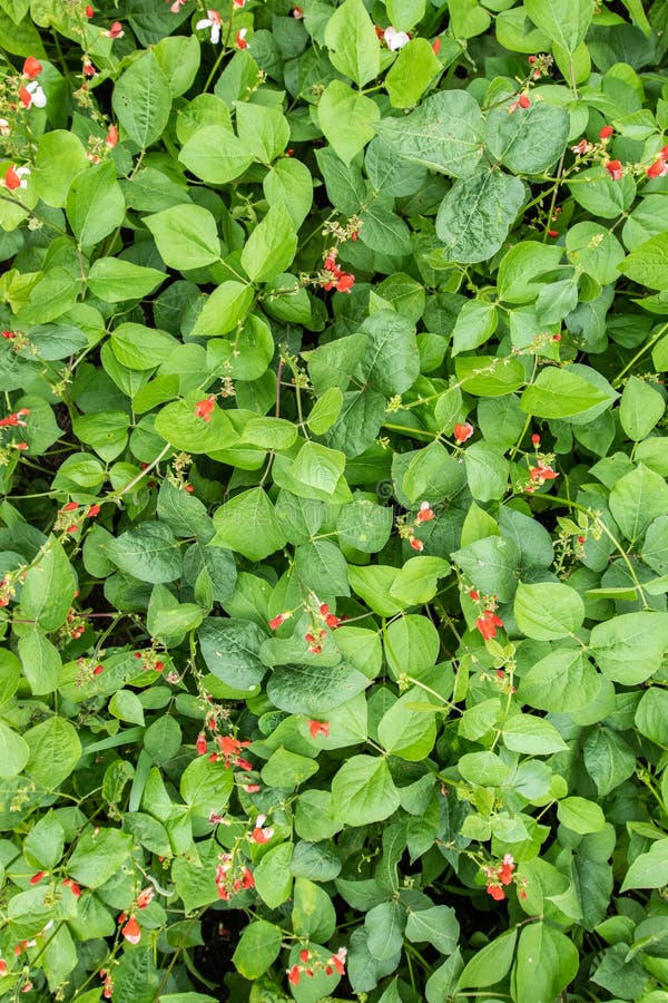 Bean flowers stock image. Image of food, farm, plant - 270527149
