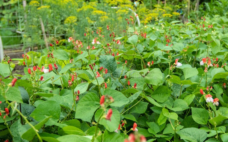 Bean flowers stock image. Image of green, natural, field - 270527177
