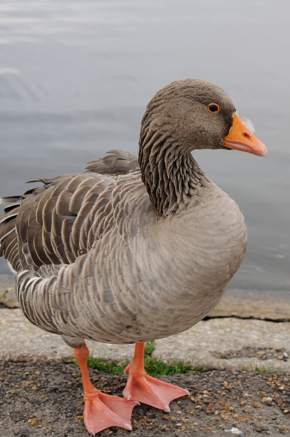 Bean Goose (Anser fabalis) stock image. Image of orange - 12095267