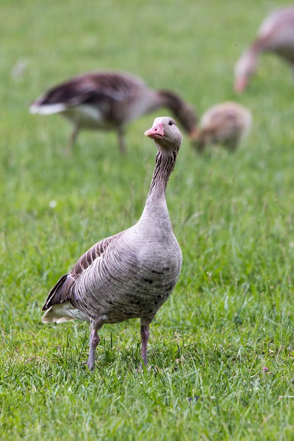 Bean goose stock image. Image of region, german, greater - 54837287