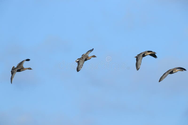 Bean goose in flight stock photo. Image of wild, moment - 83507482