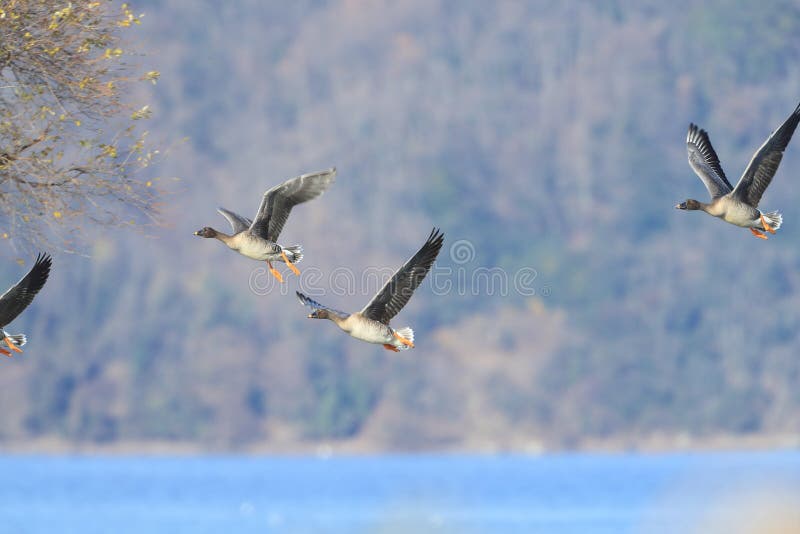 Bean goose in flight stock photo. Image of blue, bean - 84694716