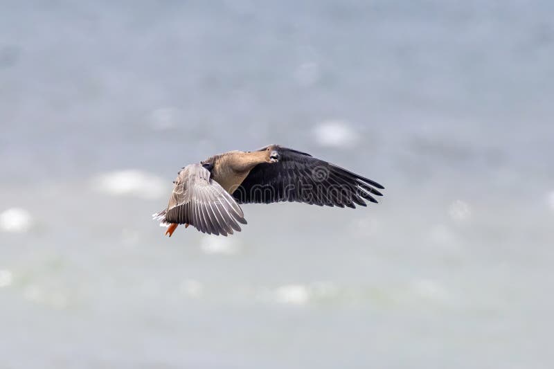 Bean Goose Flying Over the Lake Stock Photo - Image of bean, bird ...