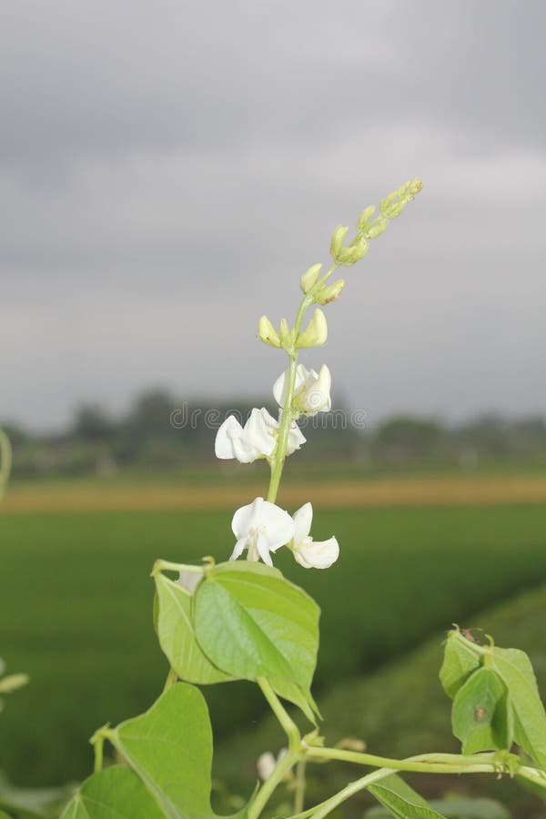 Bean Flower Bloom in Ricefiled Stock Photo - Image of leaf, yellow ...