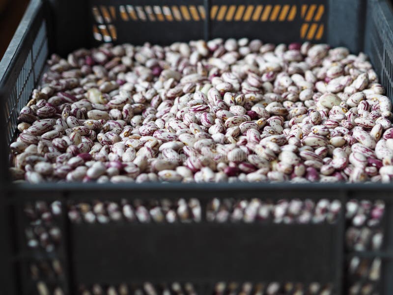 Bean Harvest.Bulk Multicolored Beans in a Black Plastic Box for ...