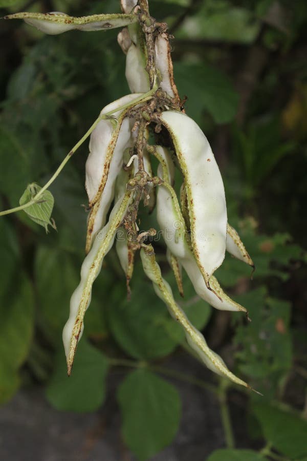 Bean in Indonesia stock photo. Image of nature, animal - 254592834
